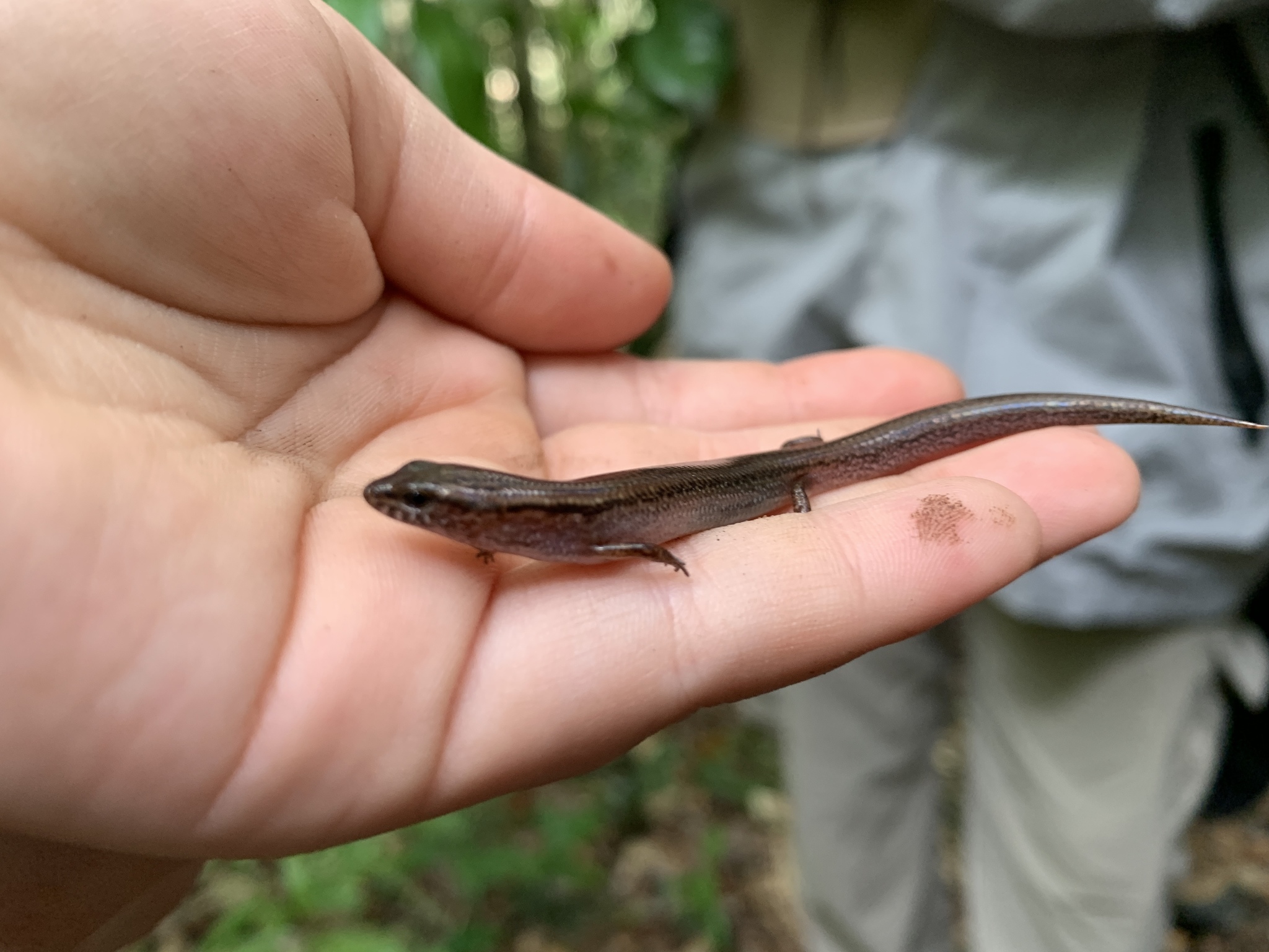 Ophioscincus cooloolensis Greer & Cogger, 1985