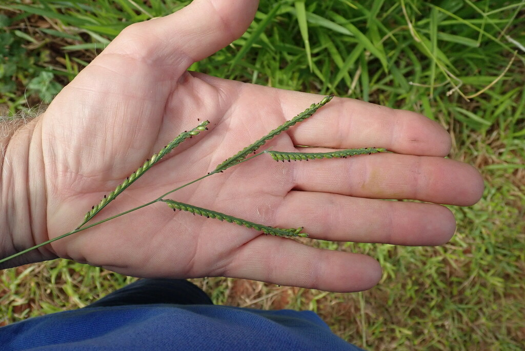 spreading liverseed grass from Burringbar NSW 2483, Australia on May 25 ...