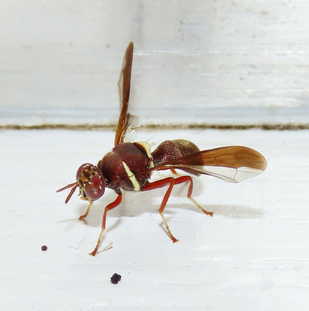 Dacus absonifacies from Wallaga Lake NSW 2546, Australia on June 8 ...