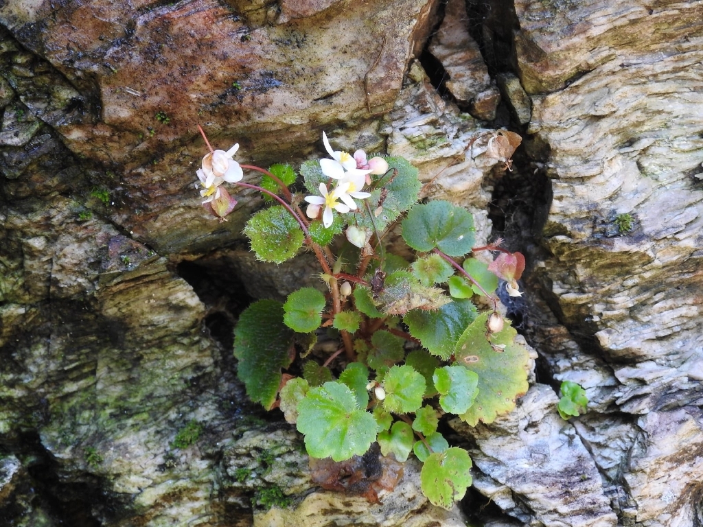 Begonia alchemilloides in February 2024 by globalherping · iNaturalist