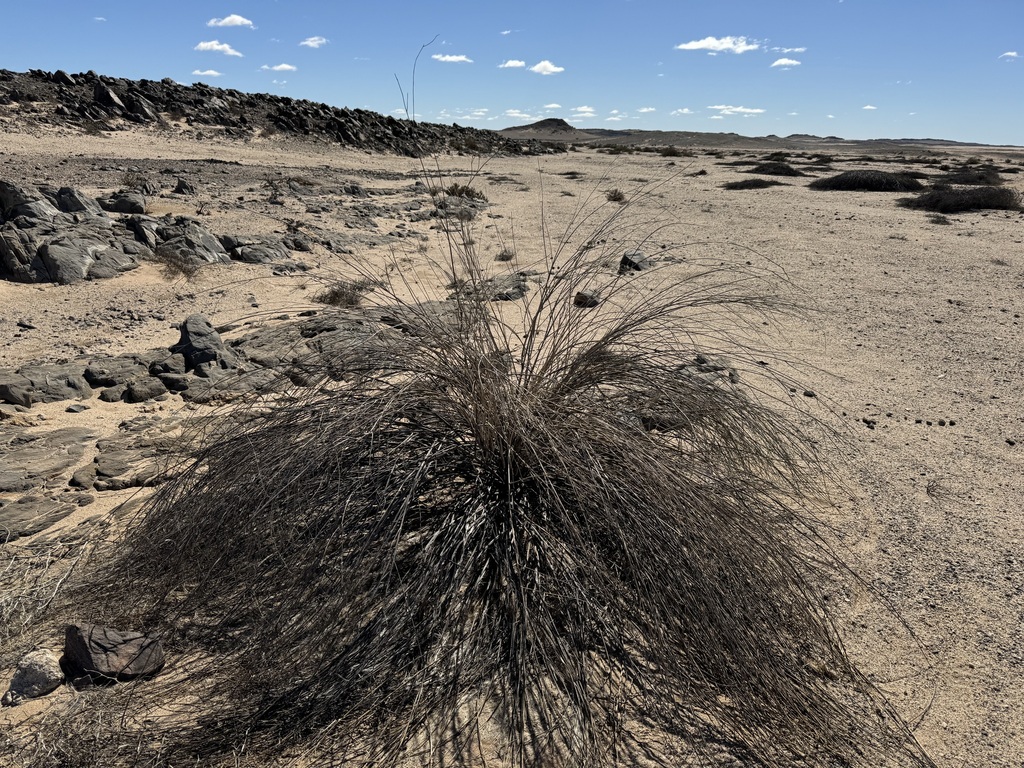 Desert Broom Milkbush from Erongo Region, Namibia on June 2, 2024 at 01 ...