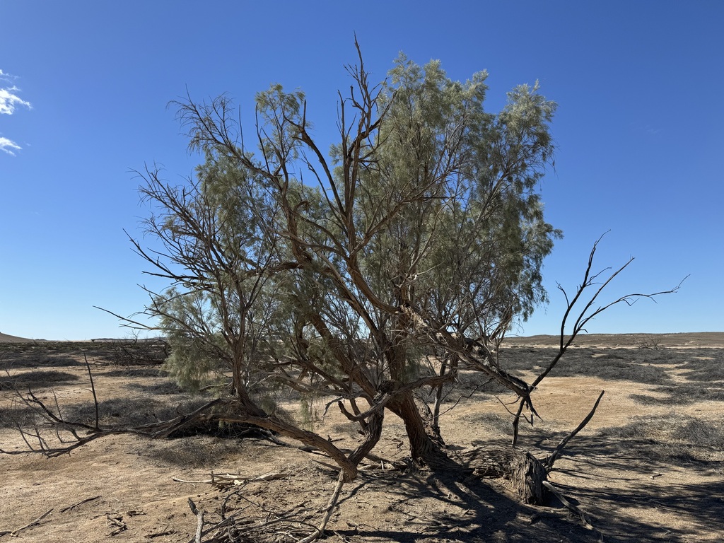 Wild Tamarisk from Erongo Region, Namibia on June 2, 2024 at 01:33 PM ...