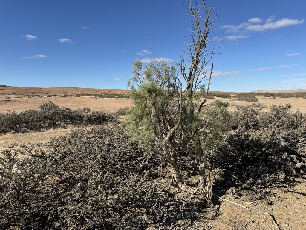 Wild Tamarisk from Erongo Region, Namibia on June 2, 2024 at 03:56 PM ...