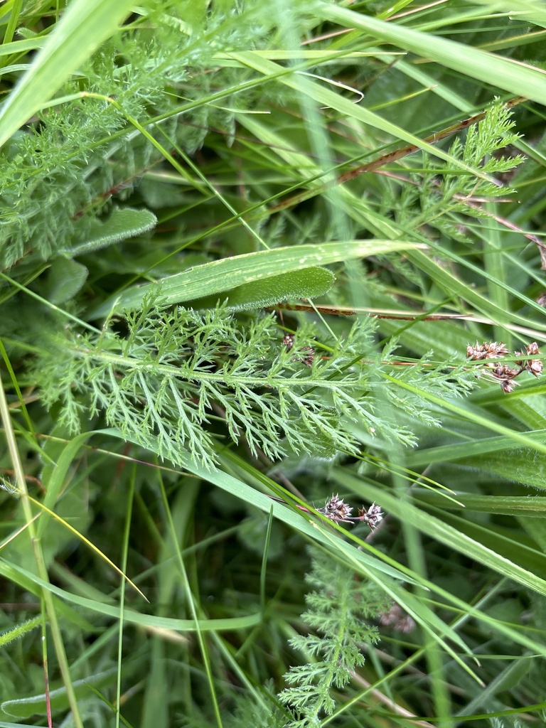 common yarrow from Ross Road, Hereford, England, GB on June 08, 2024 at ...