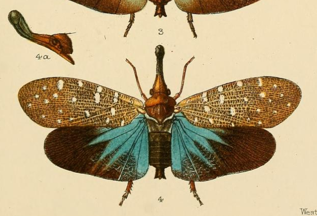 Pyrops effusus (Asian Lanternflies: the genus Pyrops) · iNaturalist