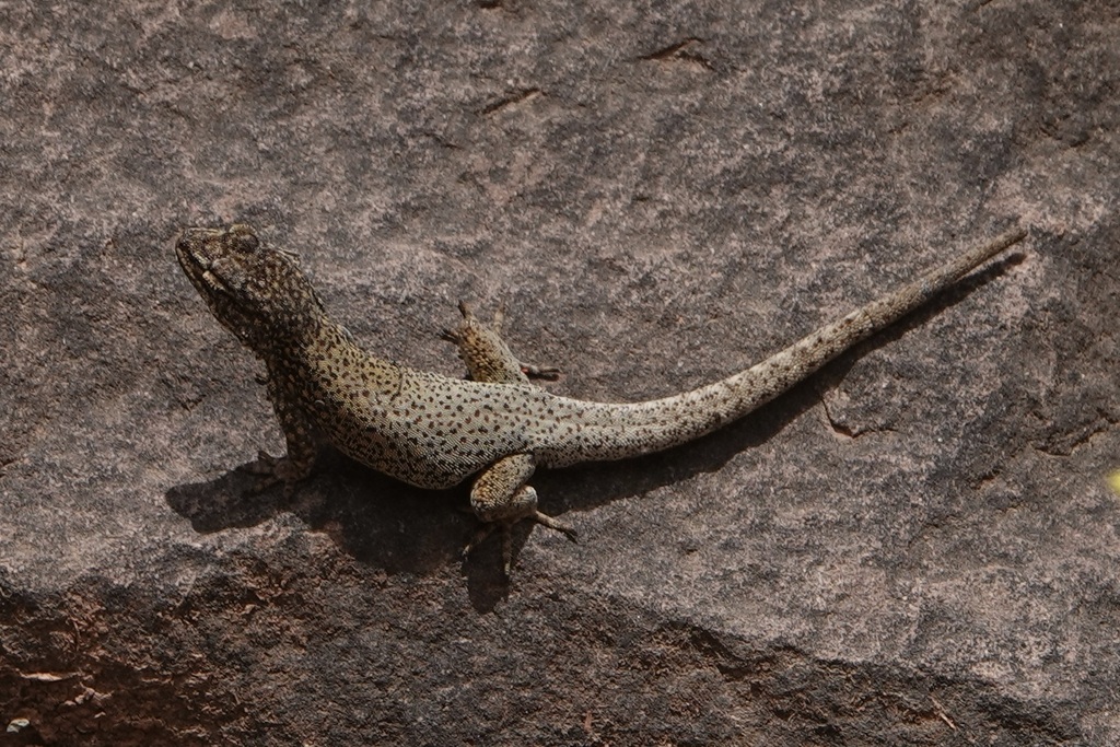 Atlas Day Gecko in June 2024 by desertnaturalist · iNaturalist