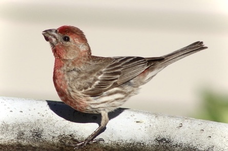House Finch (Stivers Lagoon Fremont Central Park ) · iNaturalist