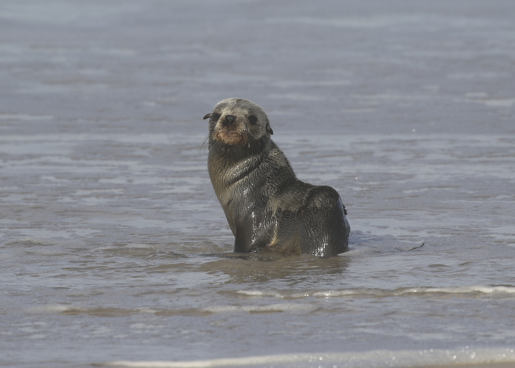 Brown Fur Seal from De Hoop Nature Reserve, Overberg, Western Cape ...