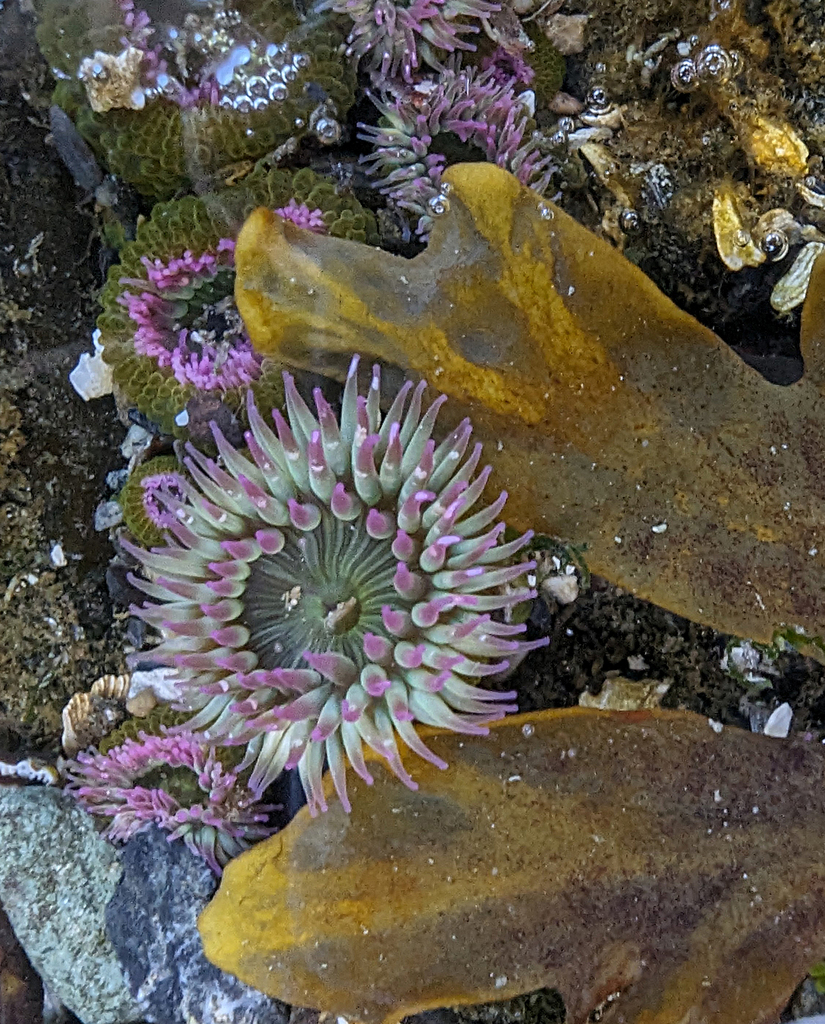 Aggregating Anemone from Skagit County, WA, USA on June 6, 2024 at 12: ...