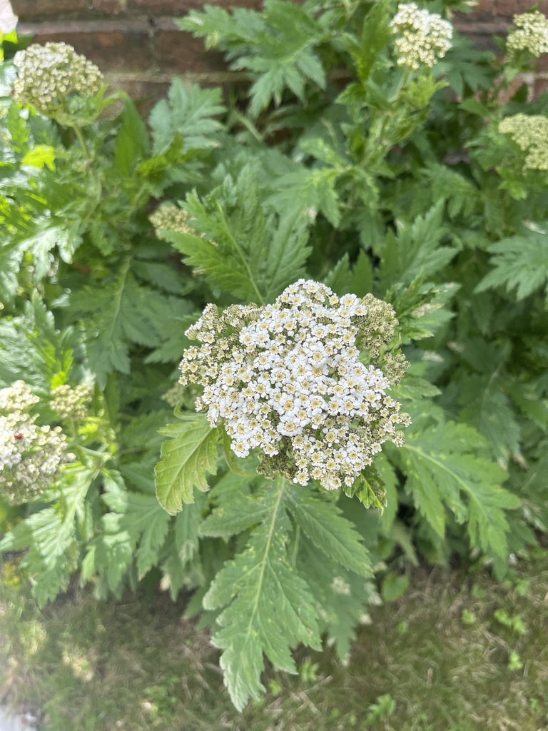 common yarrow from Campleshon Road, York, England, GB on June 3, 2024 ...