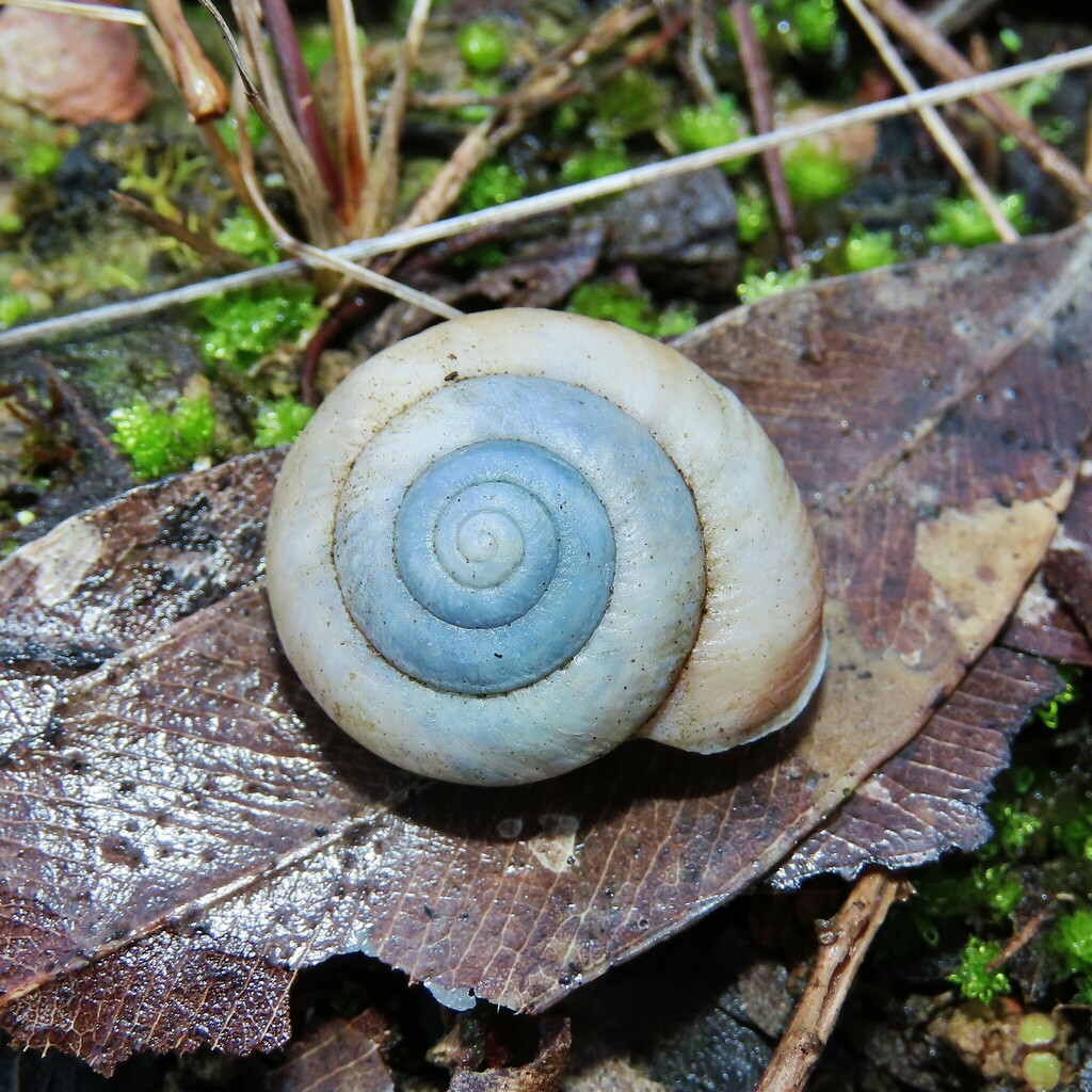 Merimbula Woodland Snail from Bermagui NSW 2546, Australia on June 8 ...