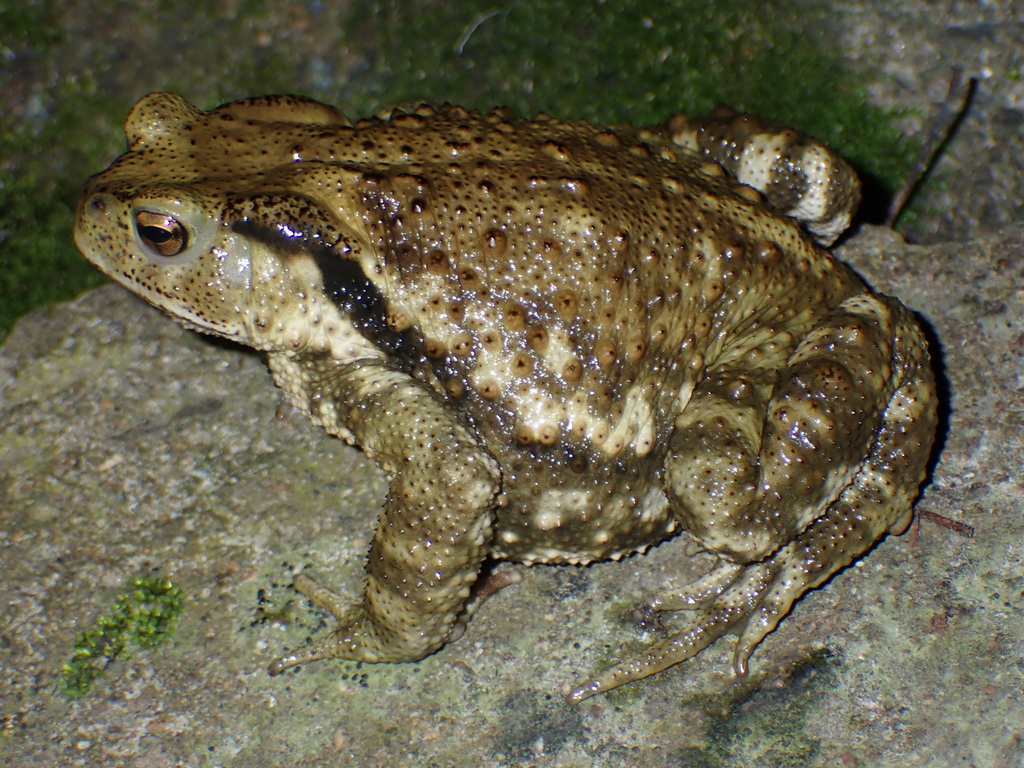 Asiatic Toad in June 2024 by rainbowlkc · iNaturalist