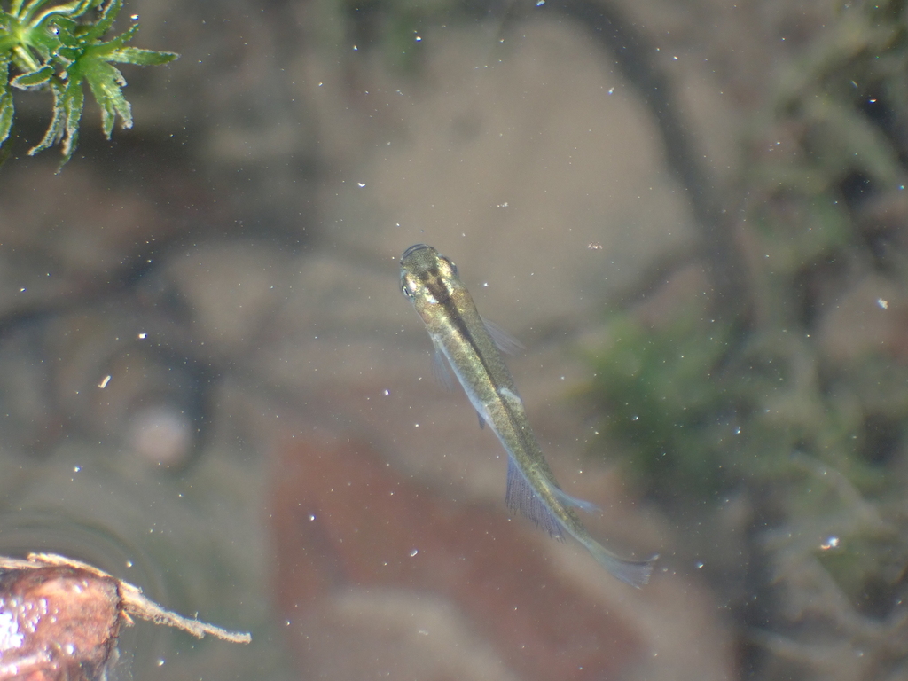 Chinese rice fish in June 2024 by rainbowlkc · iNaturalist