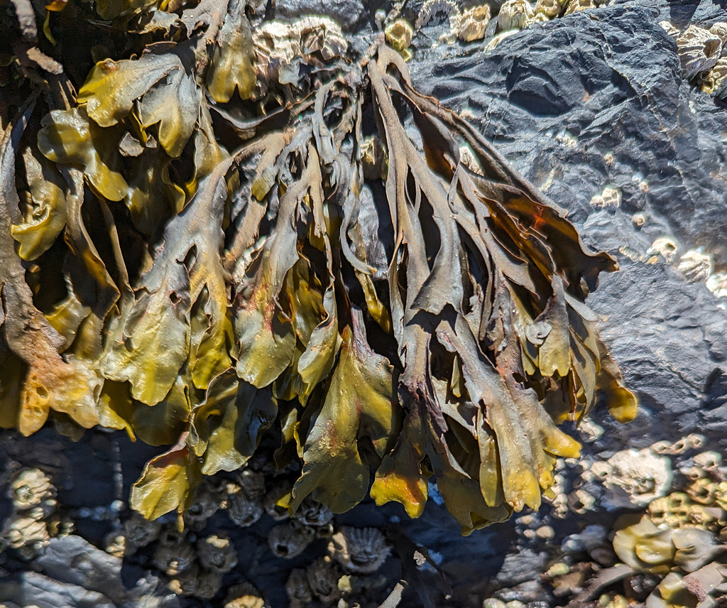 Rockweed from Skagit County, WA, USA on June 6, 2024 at 12:00 PM by ...