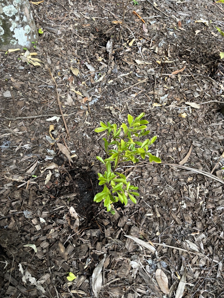 Smooth Psychotria from Mullumbimby High School, Mullumbimby, NSW, AU on ...