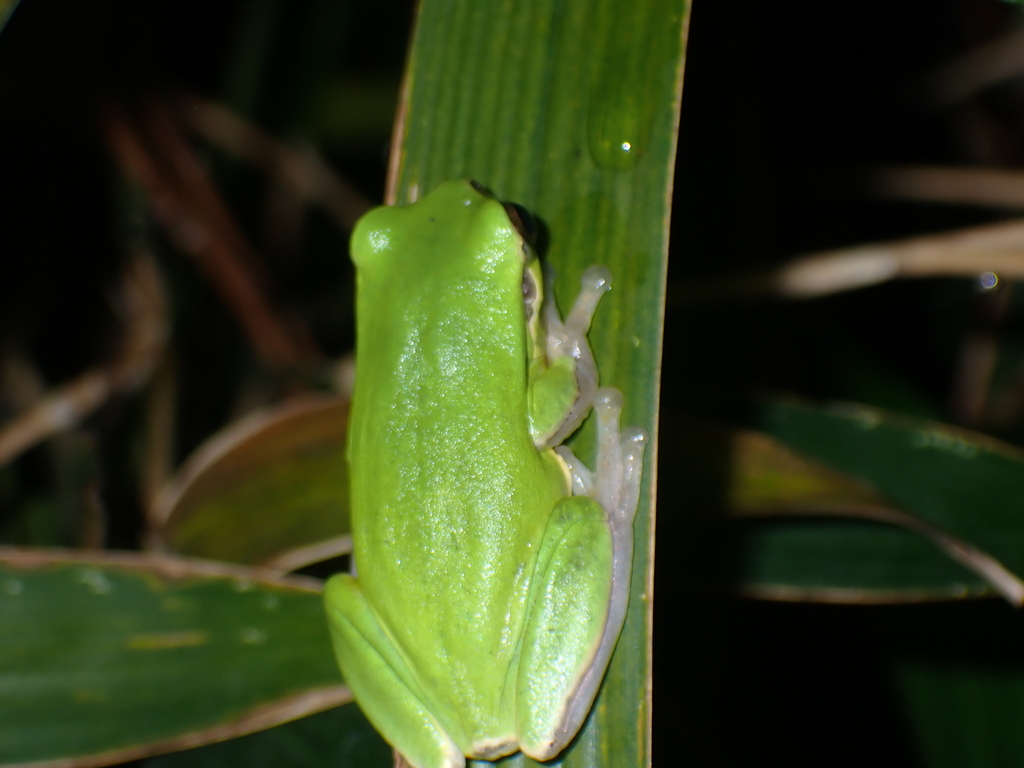 Common Chinese Tree Frog in June 2024 by rainbowlkc · iNaturalist