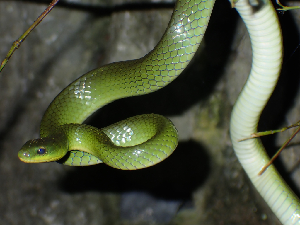 Chinese Green Snake in June 2024 by rainbowlkc · iNaturalist
