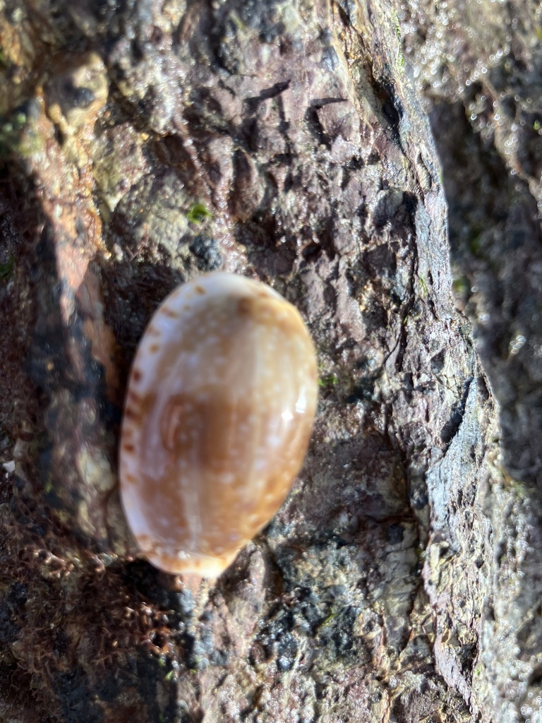Eroded Cowry from Collaroy, NSW, AU on June 8, 2024 at 02:56 PM by ...
