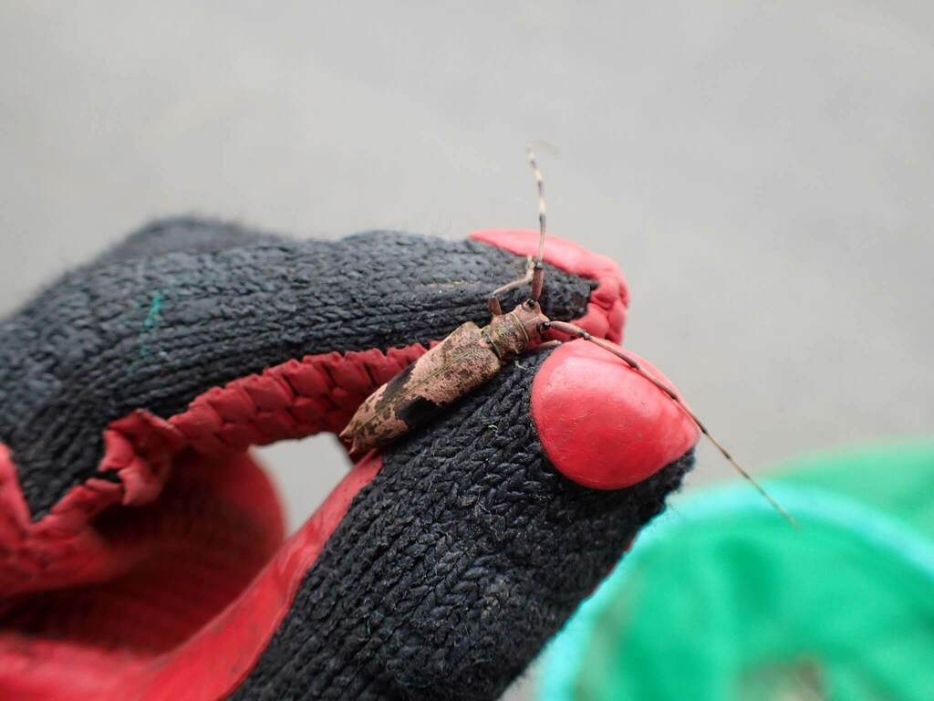 Uraecha bimaculata in June 2018 by renshuchu · iNaturalist