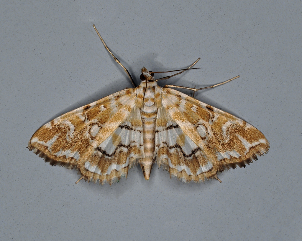 Pondside Crambid Moth from Salem, NH 03079, USA on June 8, 2024 at 06: ...