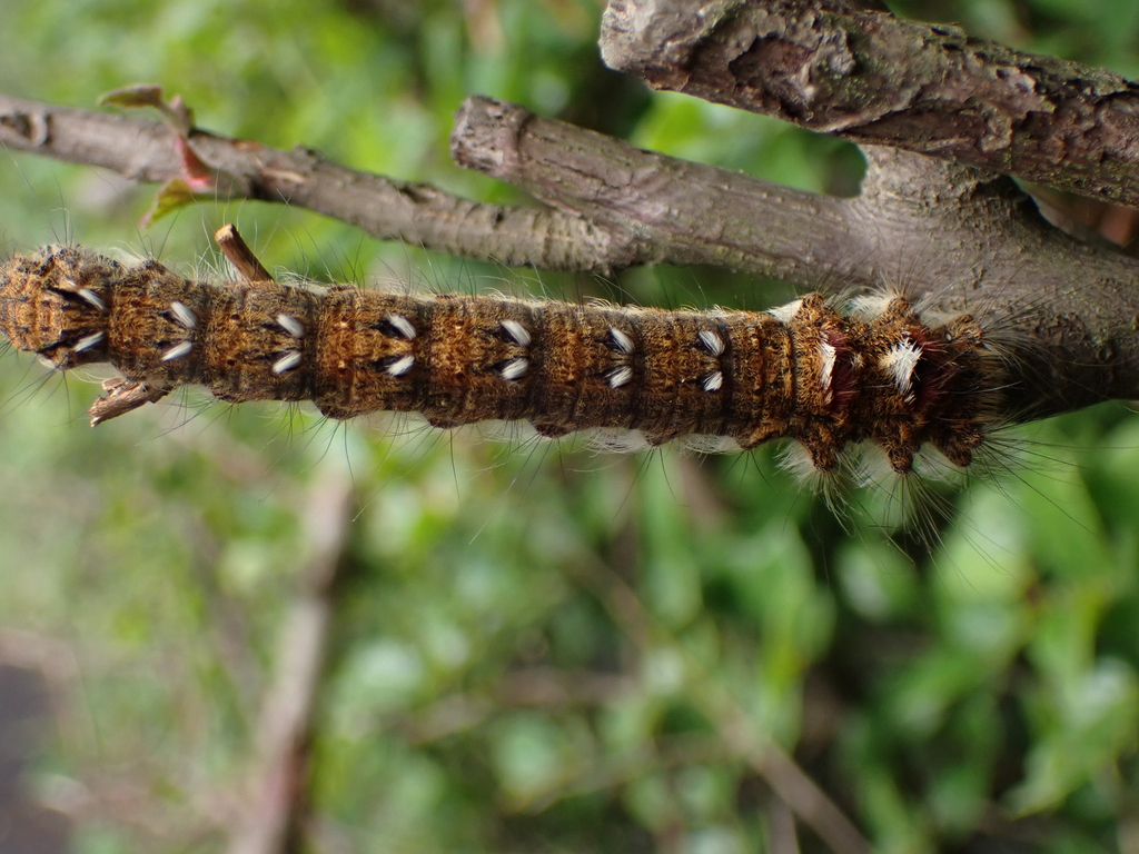 Lebeda nobilis in June 2024 by rainbowlkc · iNaturalist