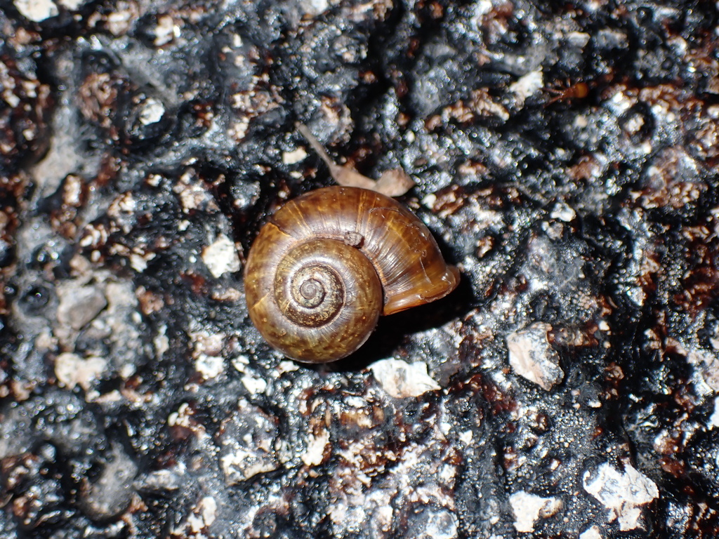 Cyclotus in June 2024 by rainbowlkc · iNaturalist