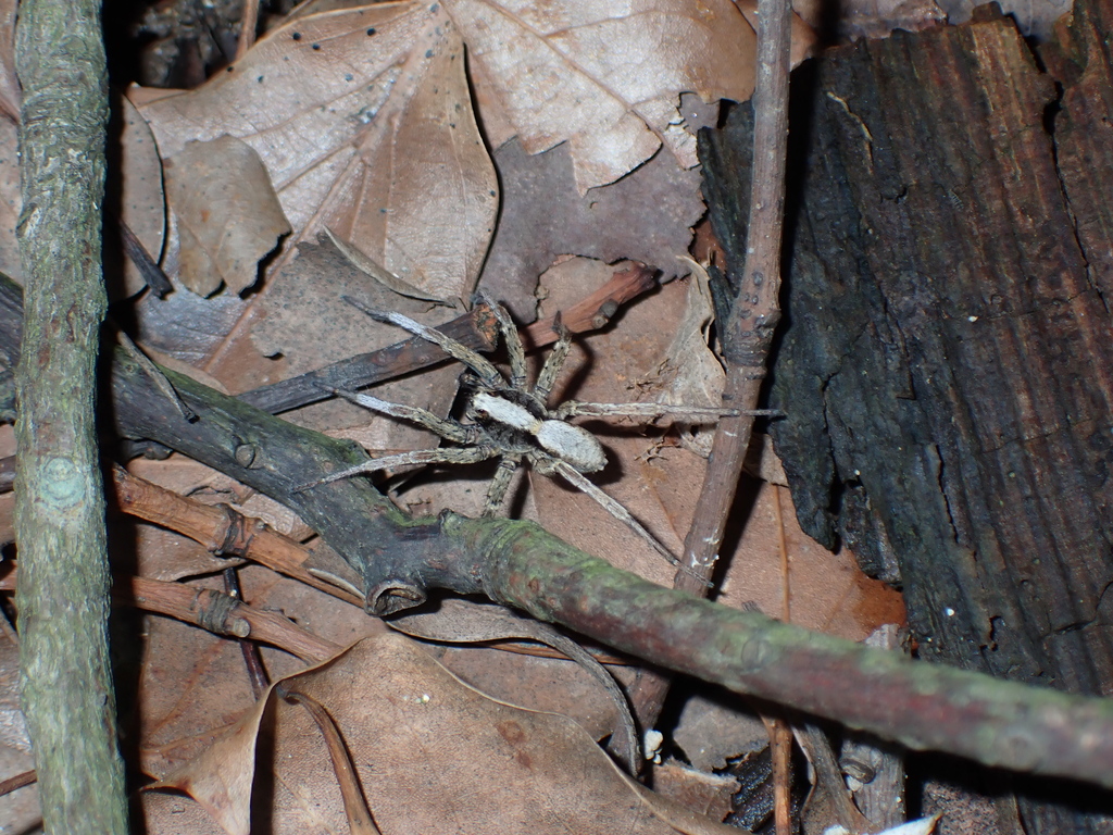 Leopard Spider in June 2024 by rainbowlkc · iNaturalist