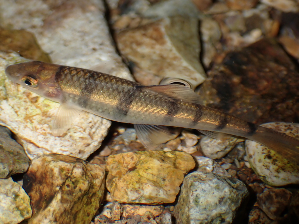 Acrossocheilus fasciatus in June 2024 by rainbowlkc · iNaturalist