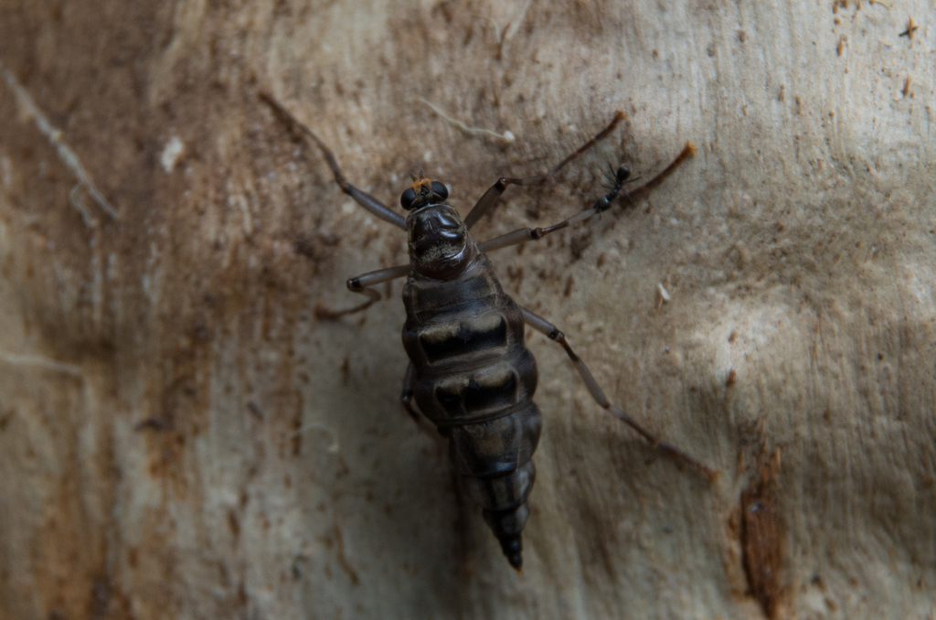 Australian Wingless Soldier Fly from Bendoc VIC 3888, Australia on ...