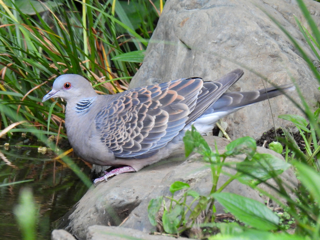 Oriental Turtle-Dove from Minamisenzoku, Ota City, Tokyo 145-0063 ...