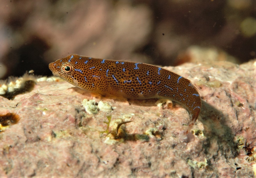 Eastern Cleaner Clingfish (Fishes of Cabbage Tree Bay Aquatic Reserve ...