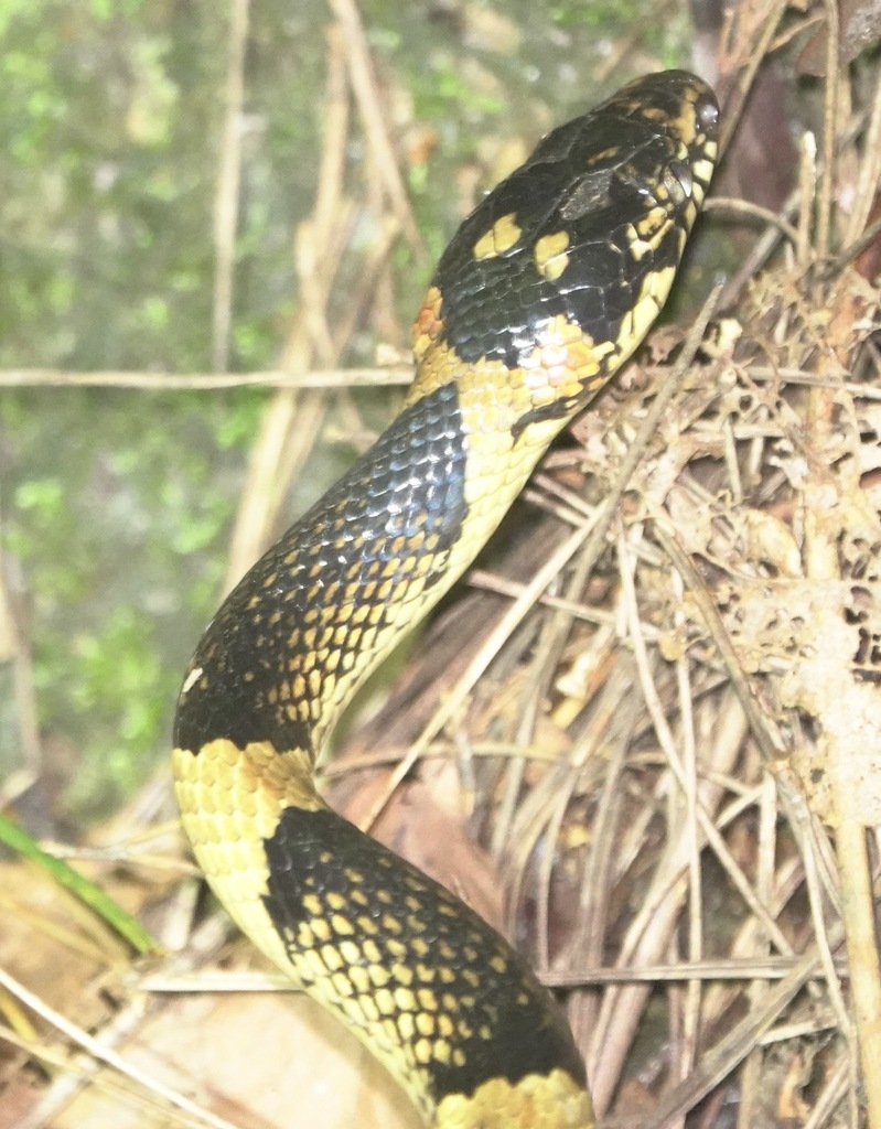 Loo-Choo Big-tooth Snake from Yambaru National Park, Ada, Kunigami ...