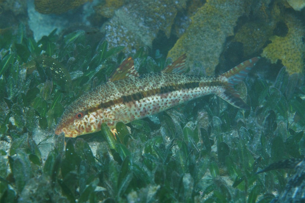 Freckled Goatfish from 1 Bower Ln, Manly NSW 2095, Australia on May 18 ...