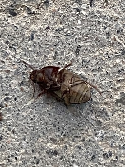 Crypticus rufipes from 清源, 北京市, CN on June 8, 2024 at 07:27 PM by ...