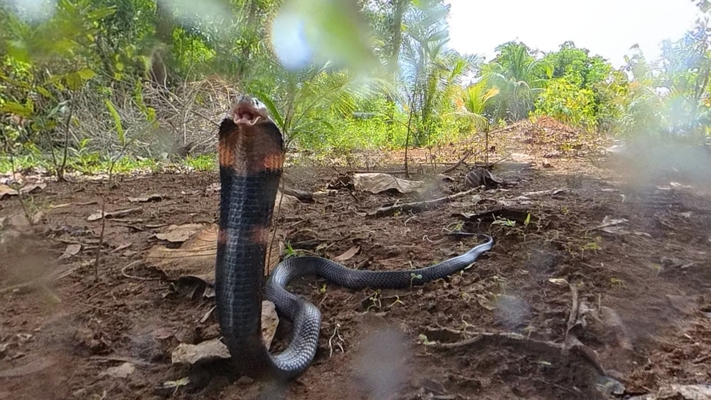 Equatorial Spitting Cobra from #3 Palawan, Philippines on May 31, 2024 at 11:51 AM by Albert ...