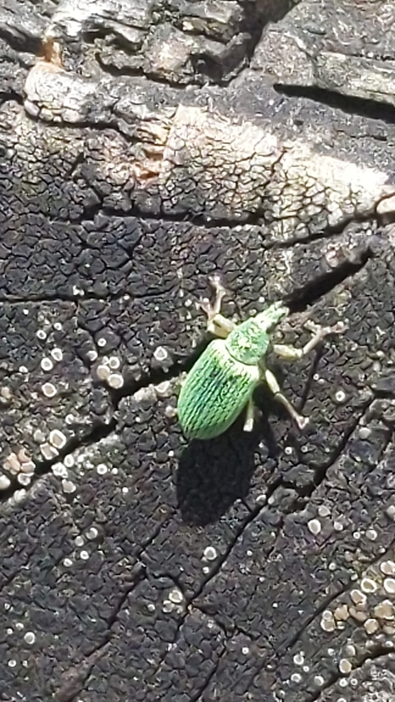 Green Immigrant Leaf Weevil from Manchester, England, GB on June 8 ...