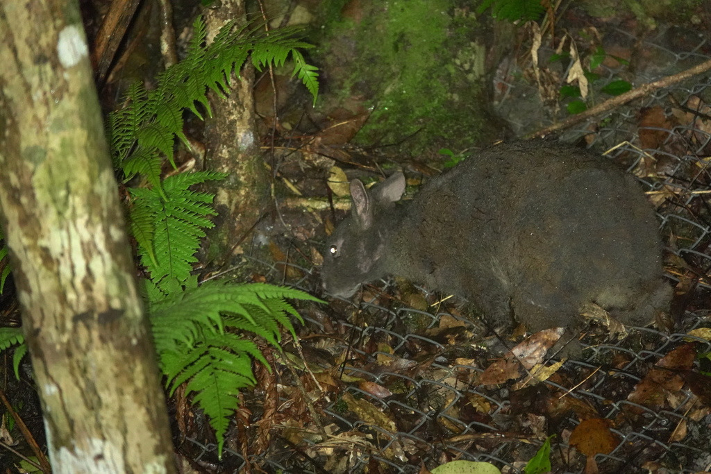 Amami Rabbit in May 2024 by kenny_well · iNaturalist