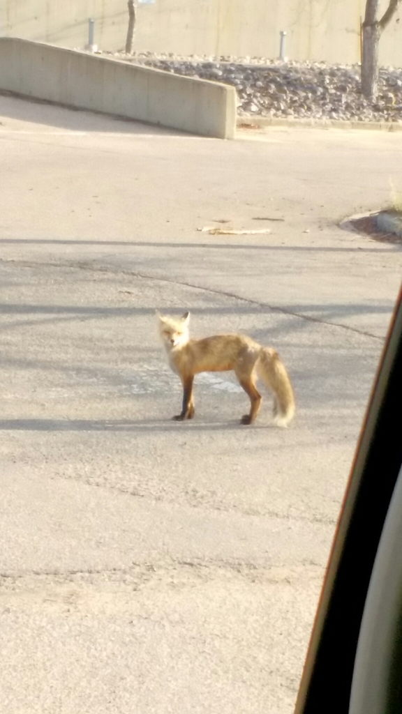 Red Fox from Division No. 16, CA-AB, CA on May 14, 2019 by Jason L ...