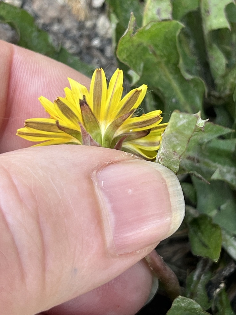 Fen Dandelion in June 2024 by Bonnie Isaac · iNaturalist
