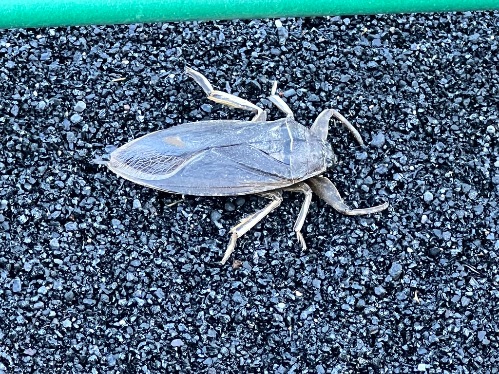 American Giant Water Bug from Kootenay Boundary on June 8, 2024 at 06: ...