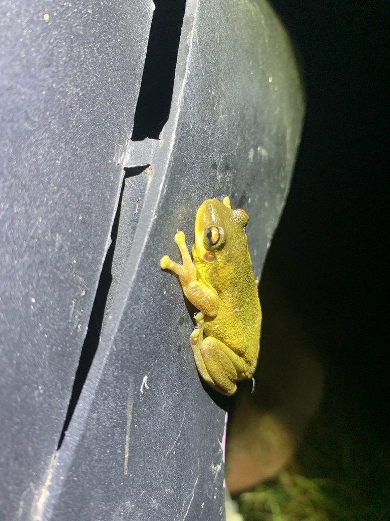 screaming tree frog from Spinks Rd, Glossodia, NSW, AU on January 6 ...