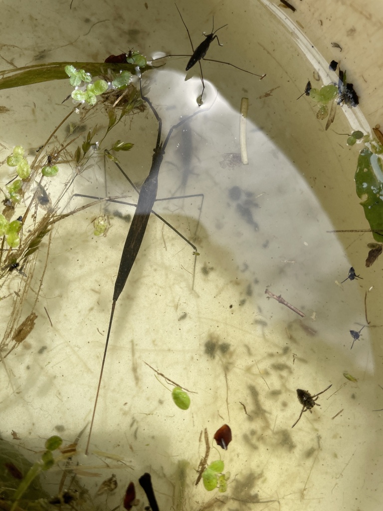 Eurasian Water Stick Insect from Cagefoot Lane, Henfield, England, GB ...