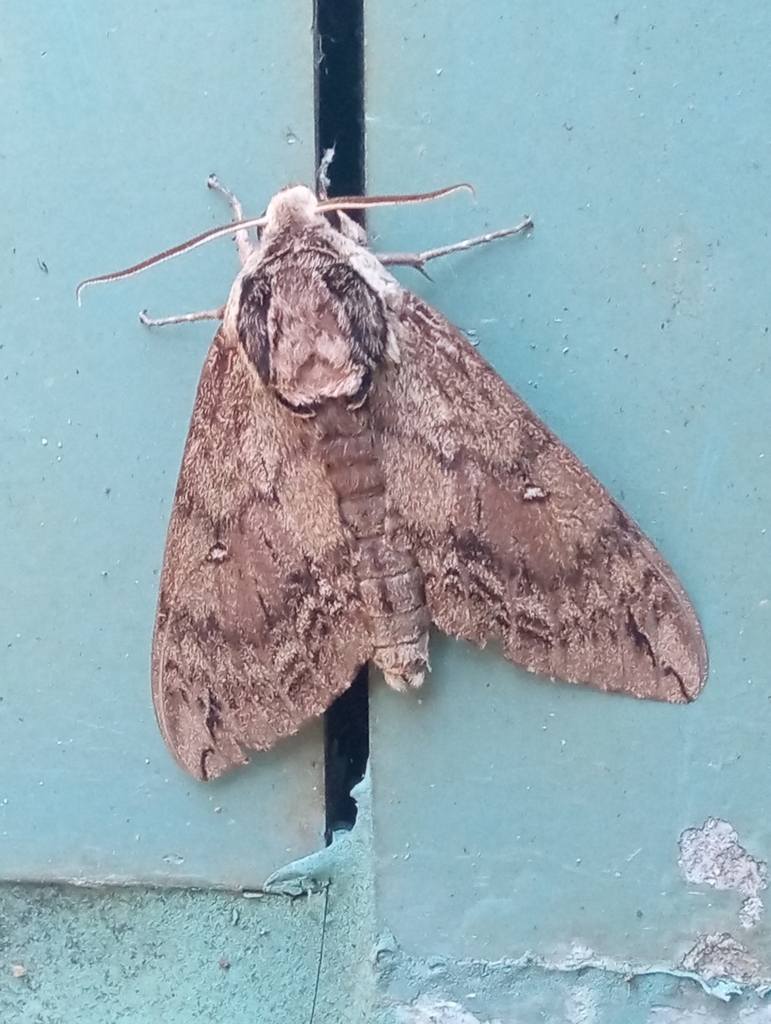 Catalpa Sphinx from Wolf Trap, VA, USA on June 8, 2024 at 09:28 AM by ...