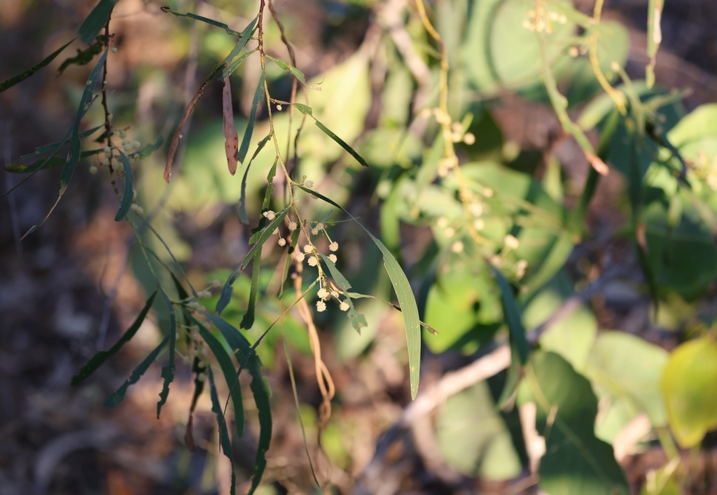 Ball Wattle from Lee Point NT 0810, Australia on June 8, 2024 at 08:19 ...