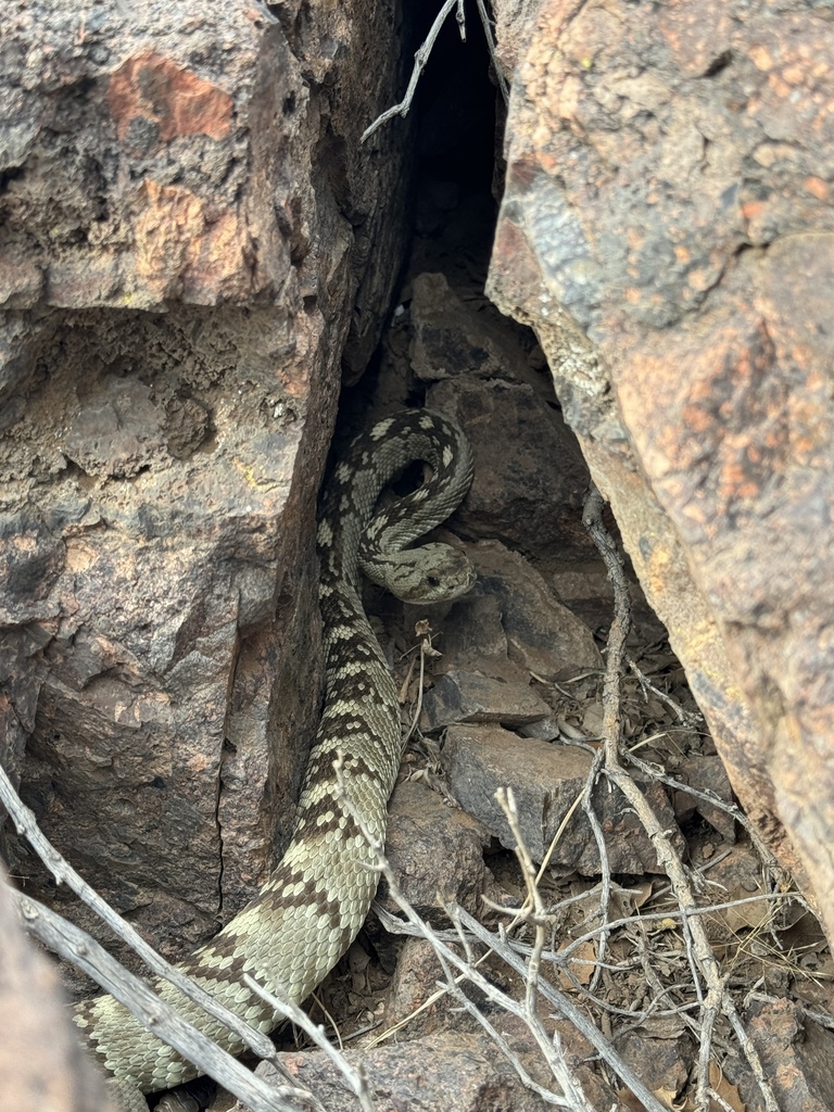 Eastern Black-tailed Rattlesnake from Franklin Mountains State Park, El ...