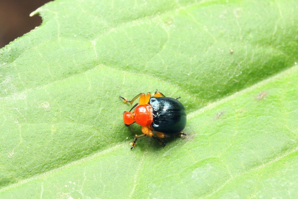 Tomapoderus ruficollis from Chizhou, CN-AH, CN on May 3, 2024 at 02:06 ...