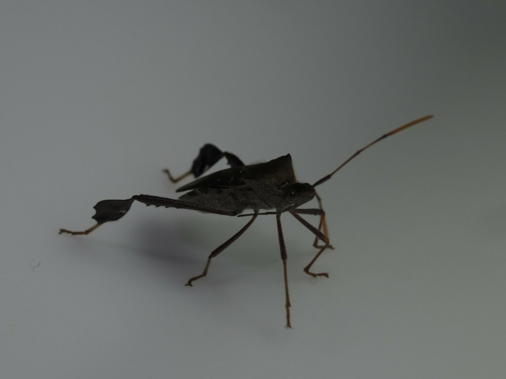Northern Leaf-footed Bug from Vestavia Hills, AL, USA on June 22, 2017 ...