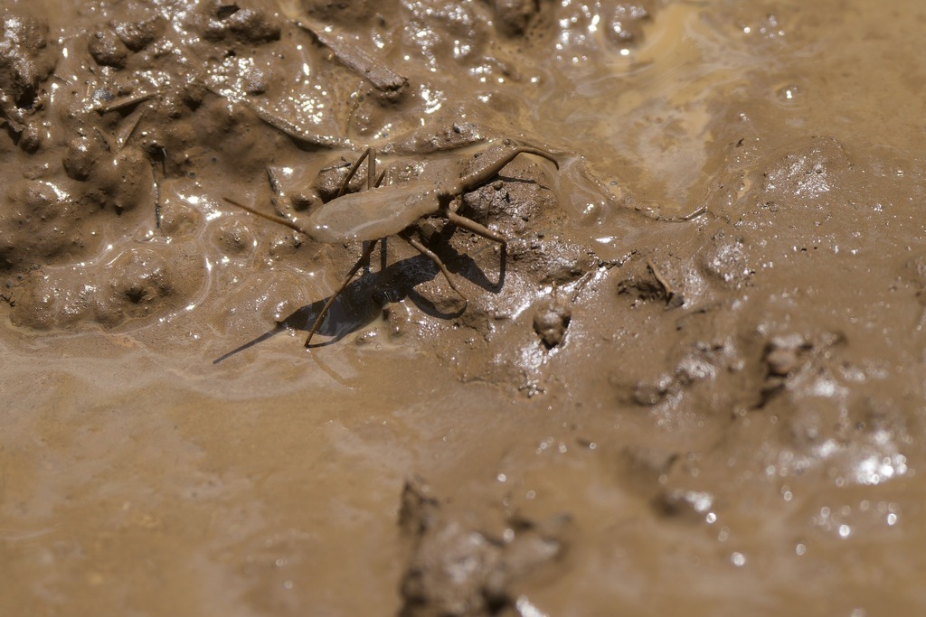 Laccotrephes from Huai Thap Khrua Vicinity on June 8, 2024 at 11:53 AM ...
