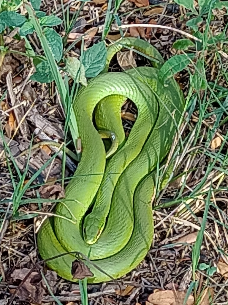 Brazilian Green Racer from Colón, AR-ER, AR on June 8, 2024 at 11:07 AM ...