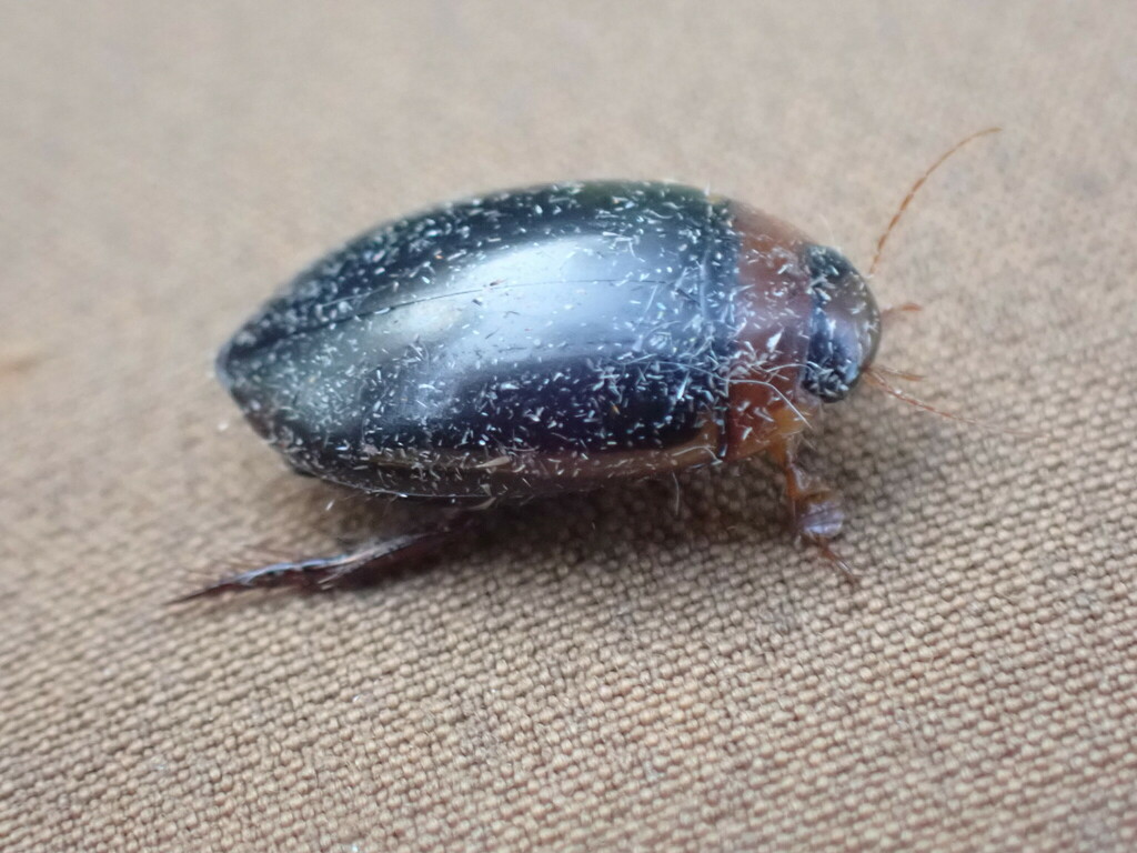 Hydaticus bimarginatus from Brunswick County, NC, USA on June 8, 2024 ...